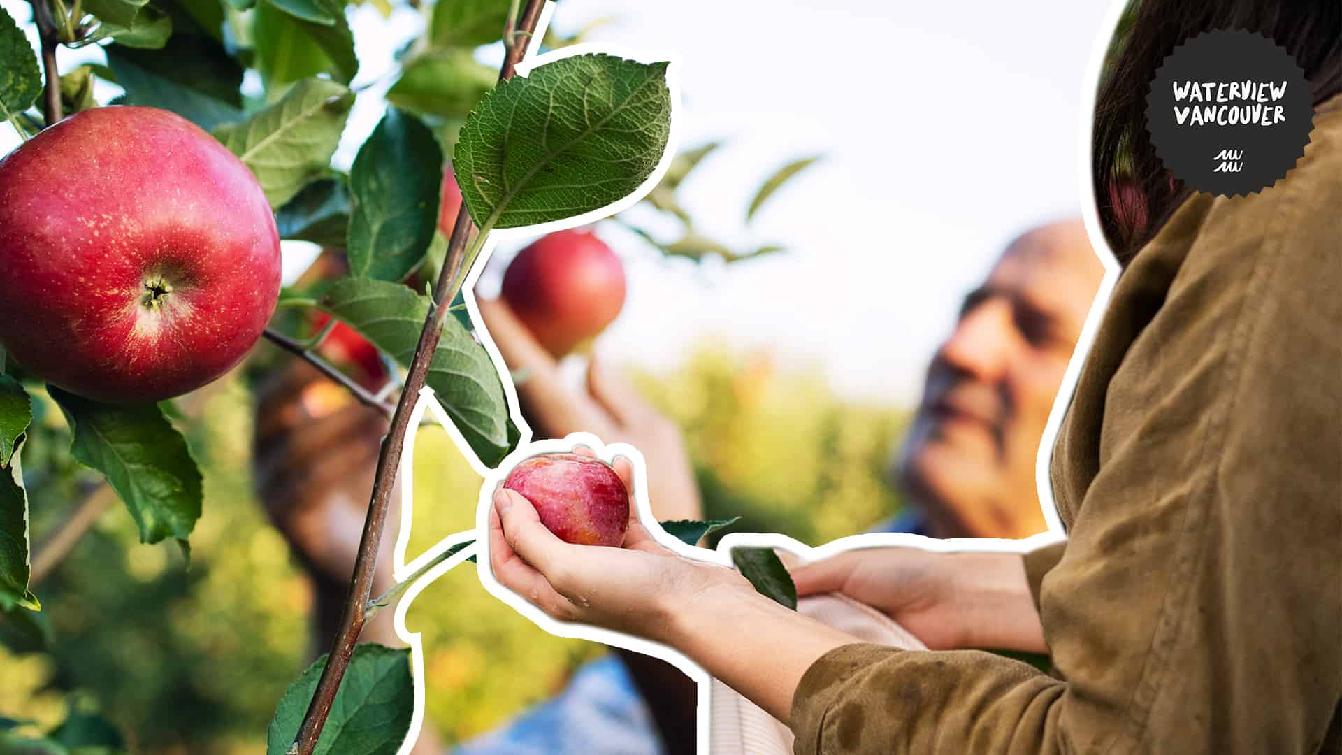 A BERRY Awesome Guide to Fruit Picking Spots in Vancouver [2026]