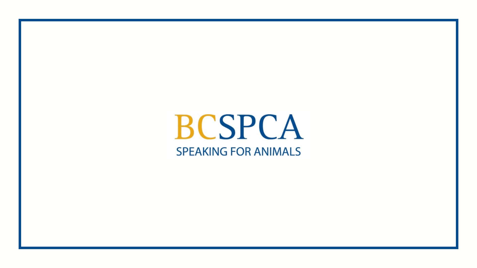 5 Best Vancouver Animal Shelters to Support or Adopt From [2026]